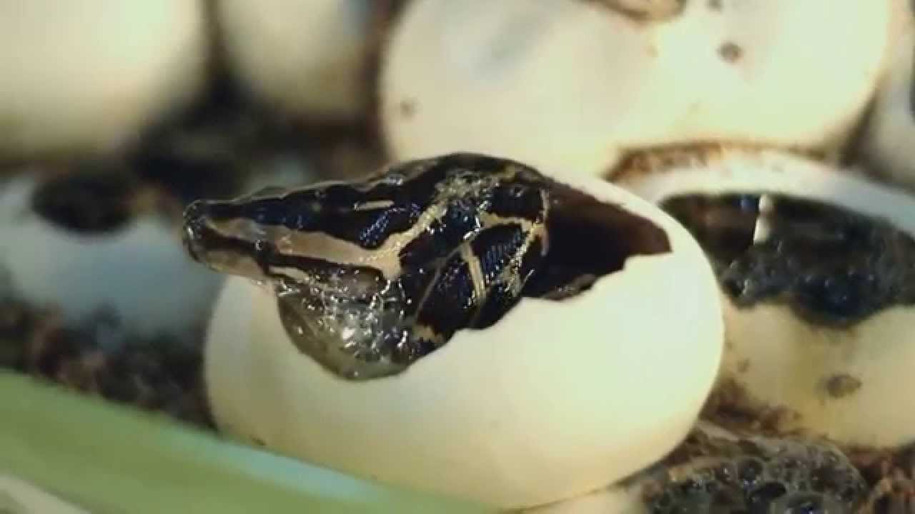 Nacimiento pitón birmana (Python molurus bivittatus) en ALTERNATUS ...