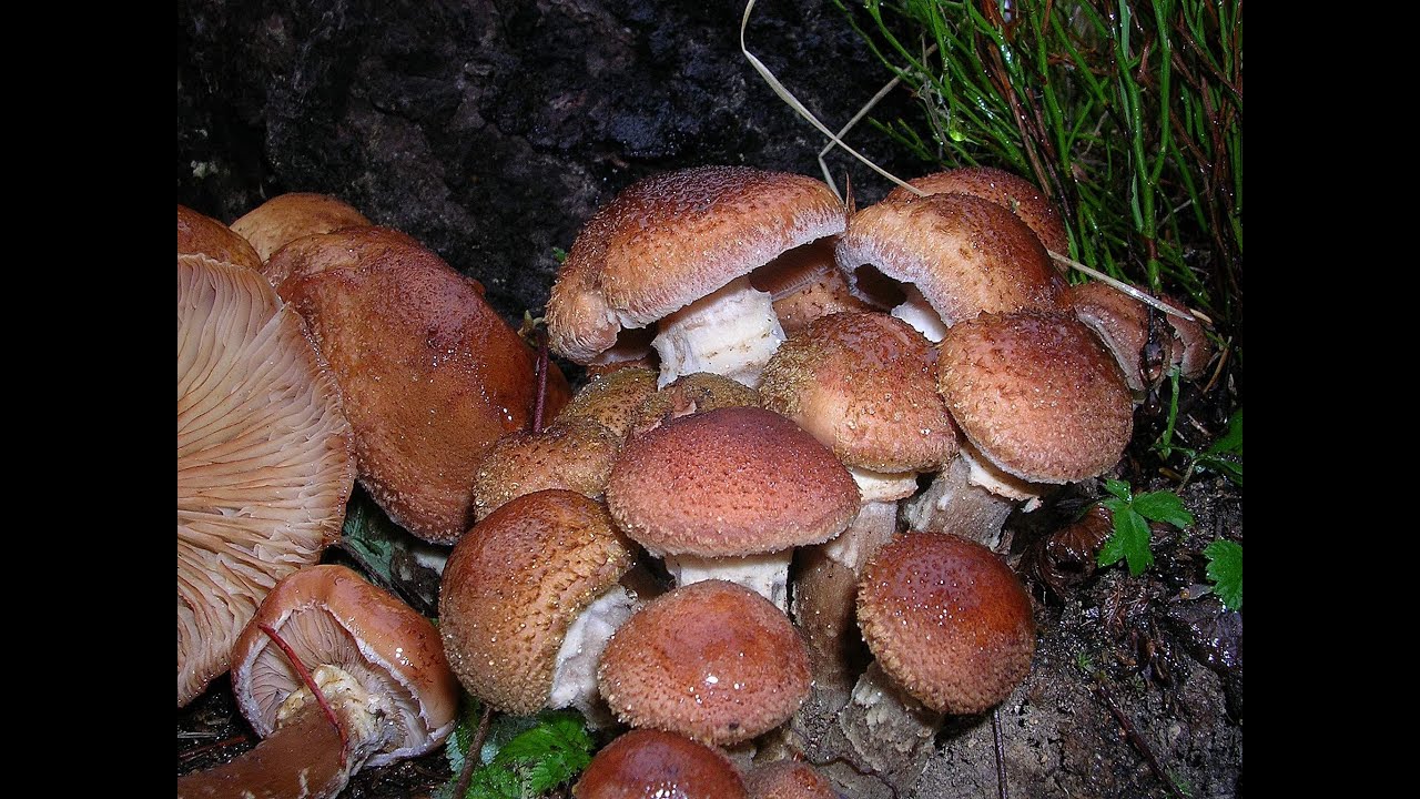 Humongous Fungus with Mike McWilliams - YouTube