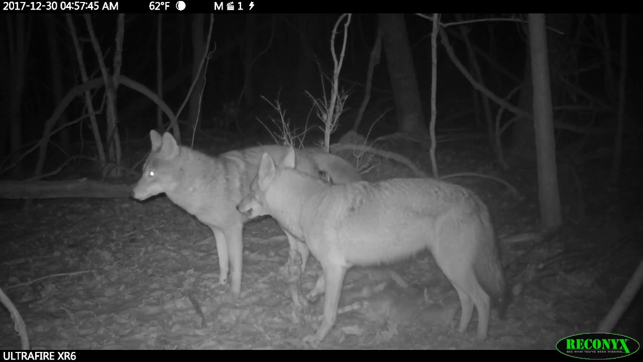 2017 Ohio coywolf/coyote night carcass cam long - YouTube