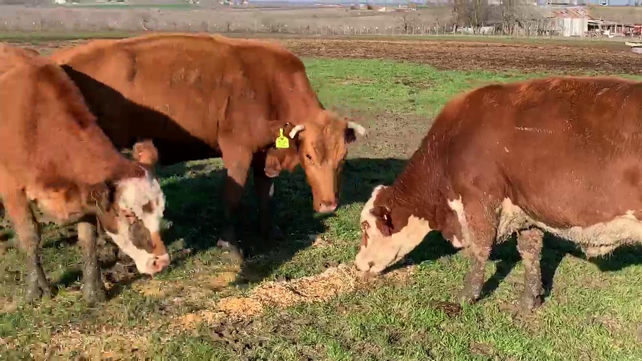 4 Head of Nice Beefmaster Bred Cows, #02144 | Cattle for sale - YouTube