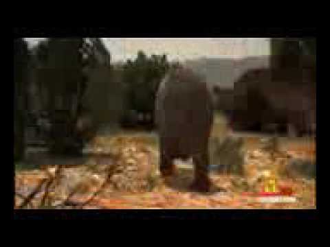 Mega Lion Vs Mega Bear - YouTube