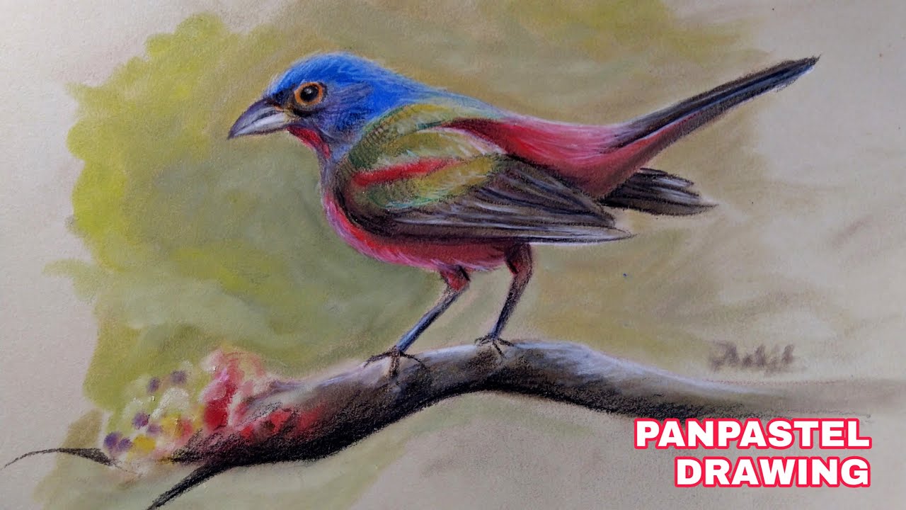 Drawing bunting bird using Panpastels - YouTube