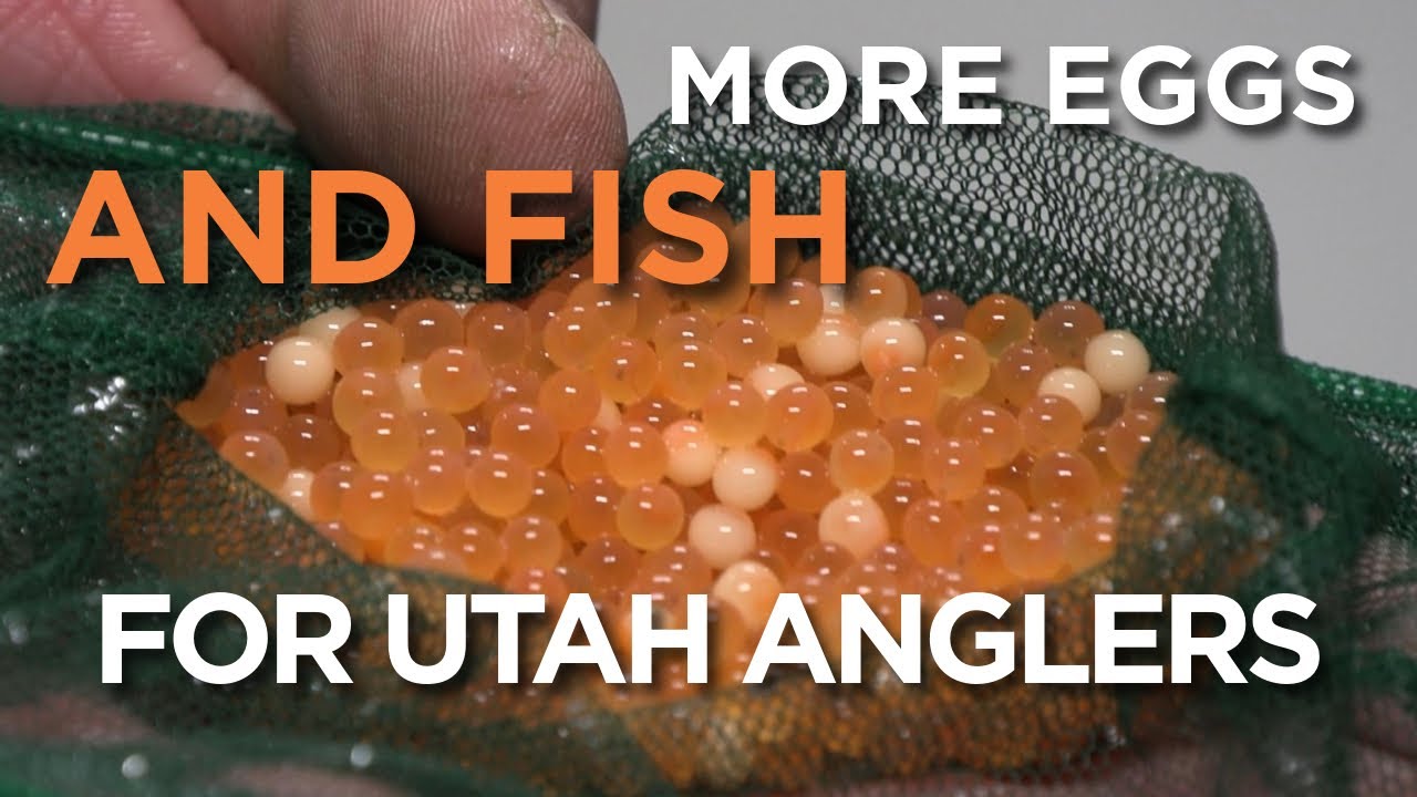New Mantua Hatchery Upgrade to Boost Utah Trout Populations & Fishing ...