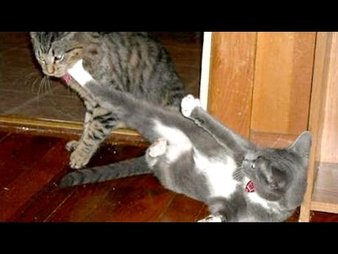 HAVE A LAUGH - The BEST & FUNNIEST ANIMAL VIDEOS compilation - YouTube