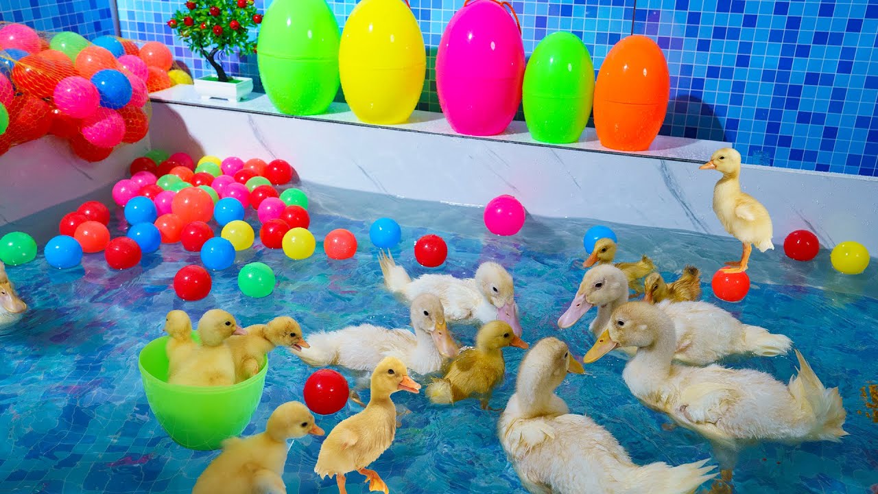 Surprise eggs, ducklings playing in the pool, colorful aquarium fish ...