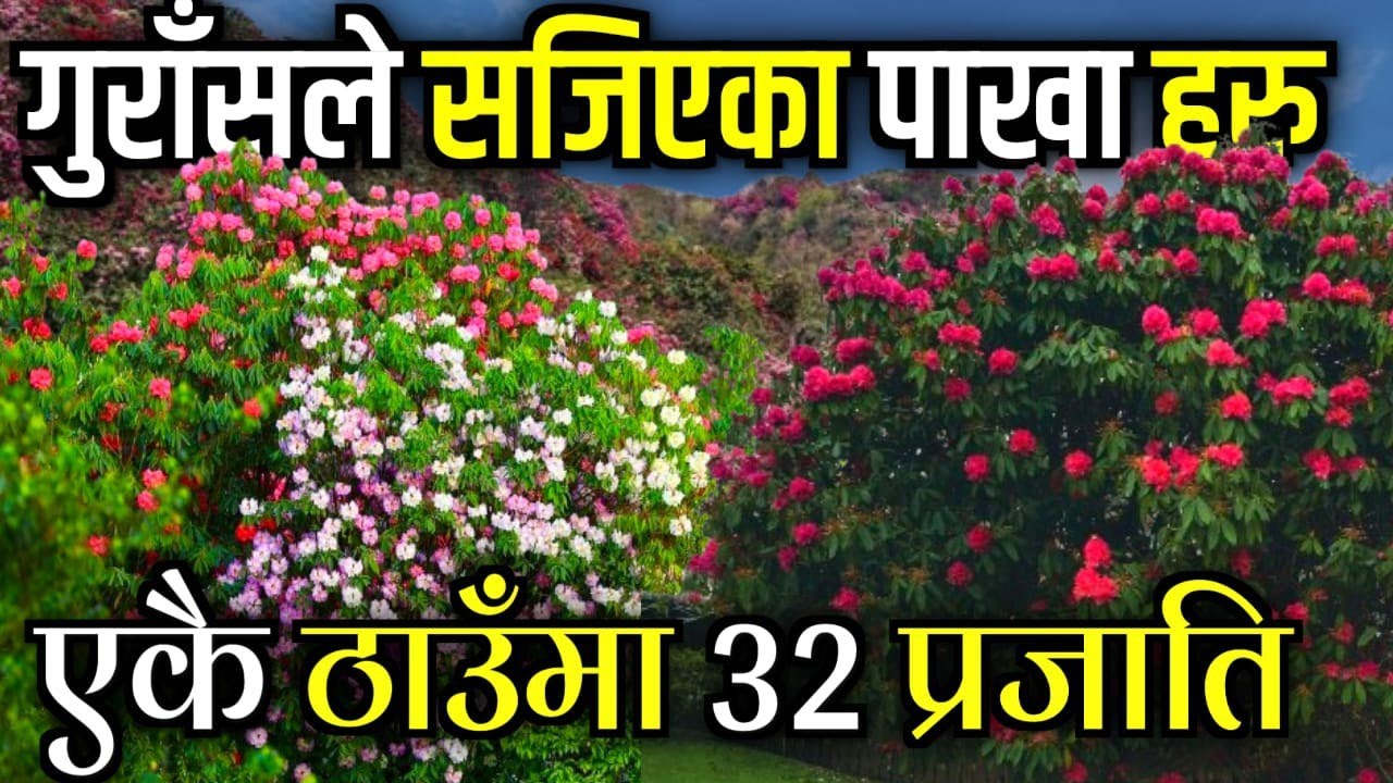 गुराँस को राजधानि राताम्मै || Laligurash Flower Of Nepal || Capital Of ...