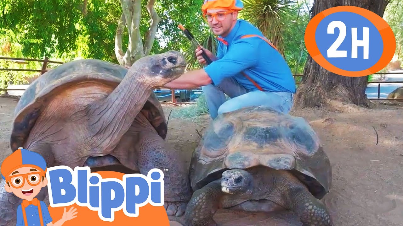 Learn About Amazing Animals |Animals for Kids |Animal Cartoons Funny ...