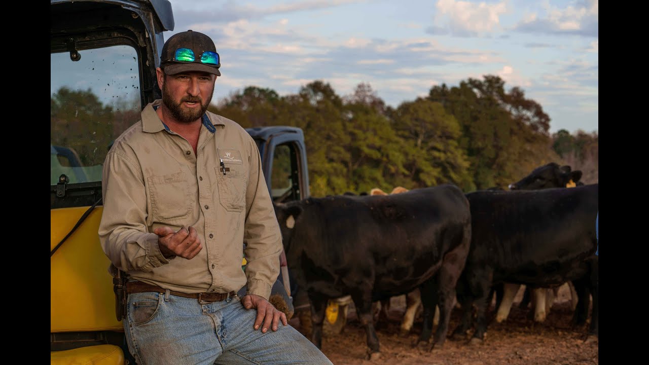 An ENDOVAC Story: The Immune Plus Benefit Episode (Weems Creek Cattle ...
