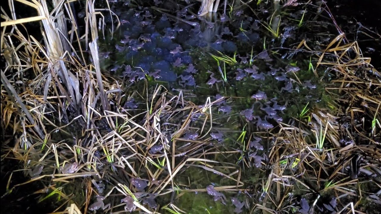 So Many Frogs! - YouTube