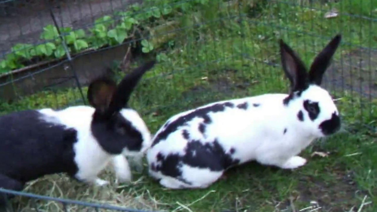 HASEN FILM ! - YouTube