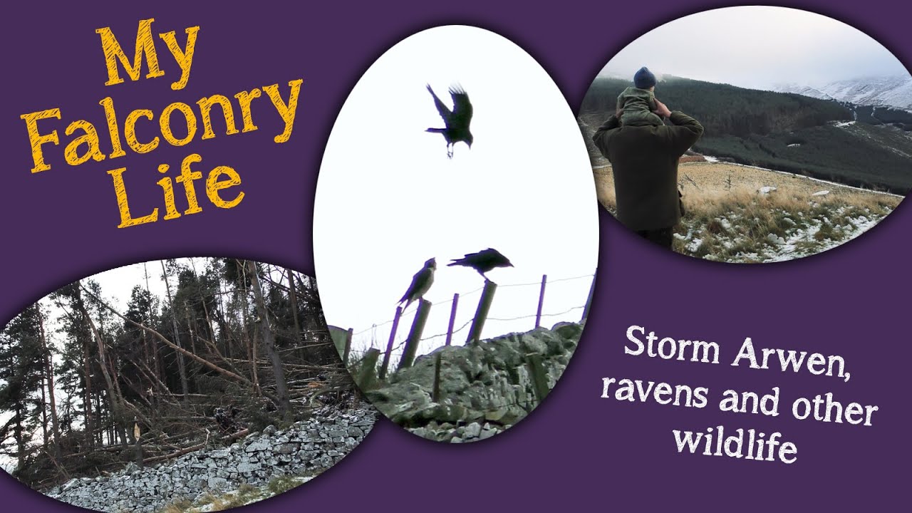 My Falconry Life | Storm Arwen, Bird Flu and Wild Ravens - YouTube