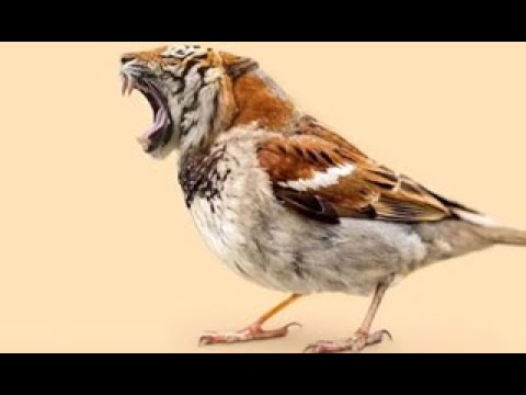Tiger Bird VS Ants 🐜 - YouTube