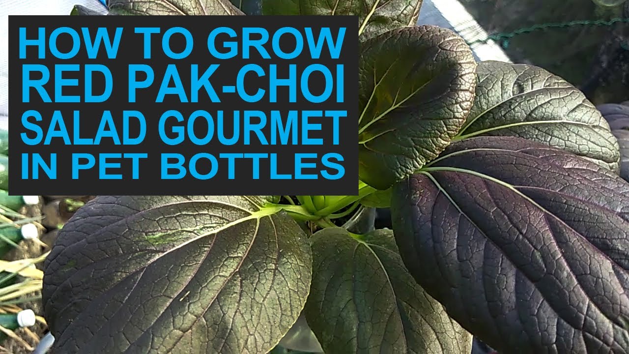 Paano Ang Pagtatanim Ng Red Pak-Choi Salad Gourmet Sa Pet Bottles - YouTube