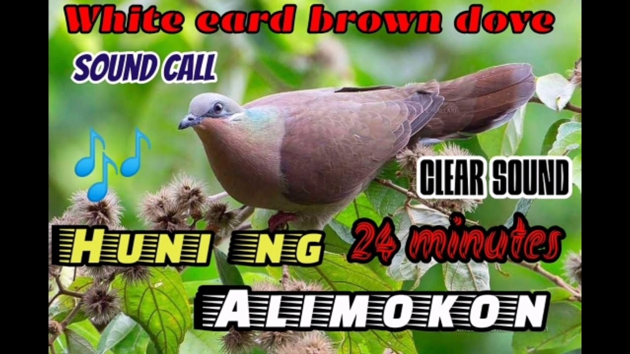 Huni NG alimokon magandang gamitin Para pangati | white eard brown dove ...