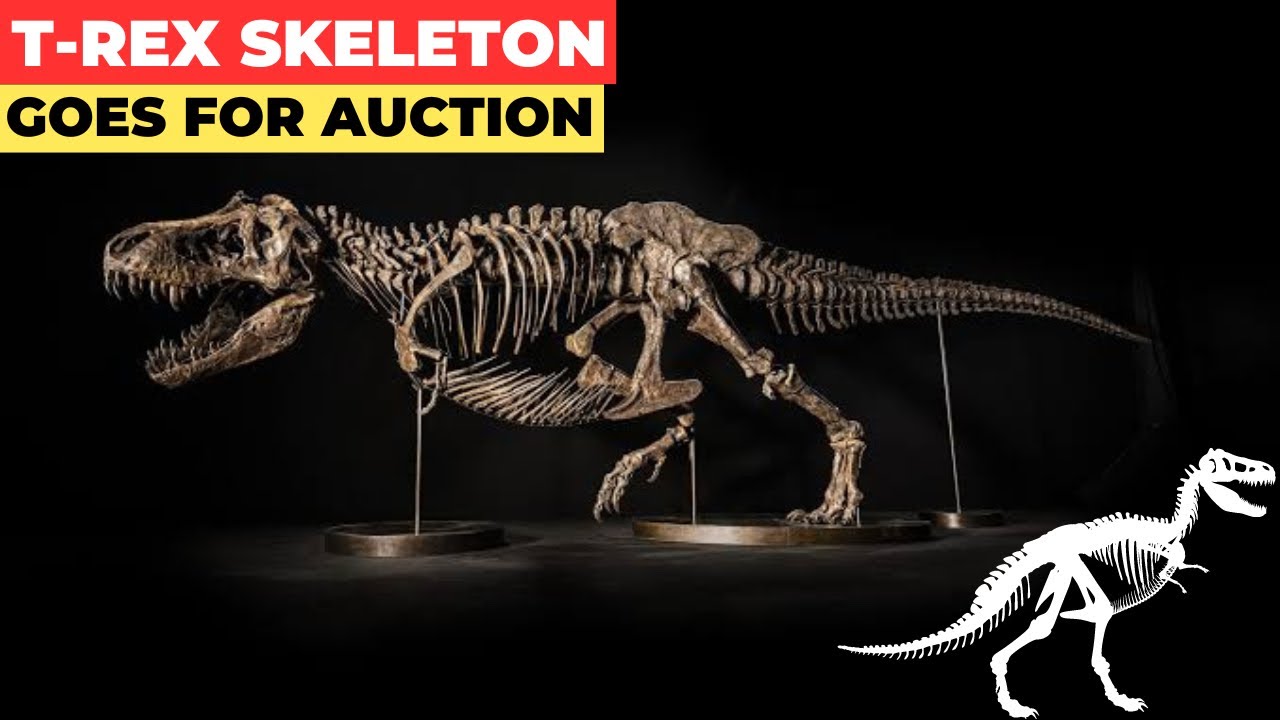 67-Million-Year Old T-Rex Skeleton To Be Auctioned In Europe - YouTube