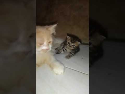 Belajar menjaga adik dengan baik 😉