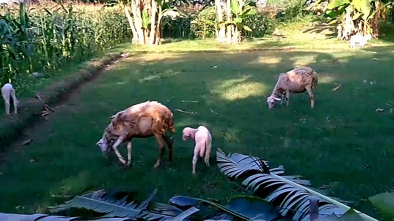 Kambing Makan Rumput - YouTube