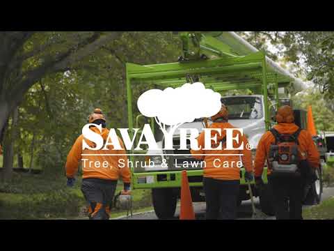 SavATree Careers - YouTube