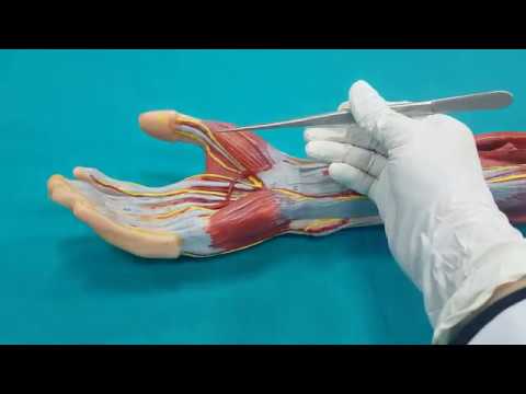 Musculi Manus|El Kasları Topografik Anatomisi (Basit Anlatım) - YouTube