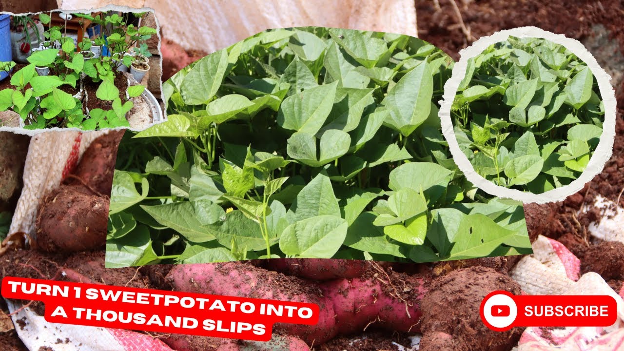 Unlocking the Secret to Sprouting Sweet Potato Slips for Beginners ...