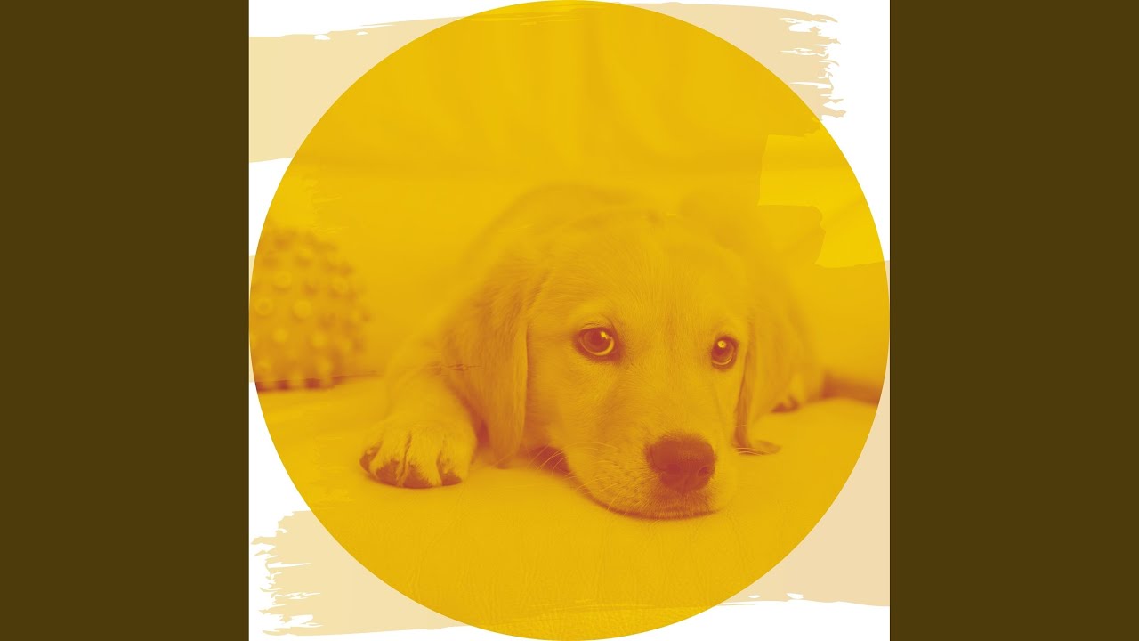 Thrilling Music For Dogs YouTube thrilling-music-for-dogs-youtube