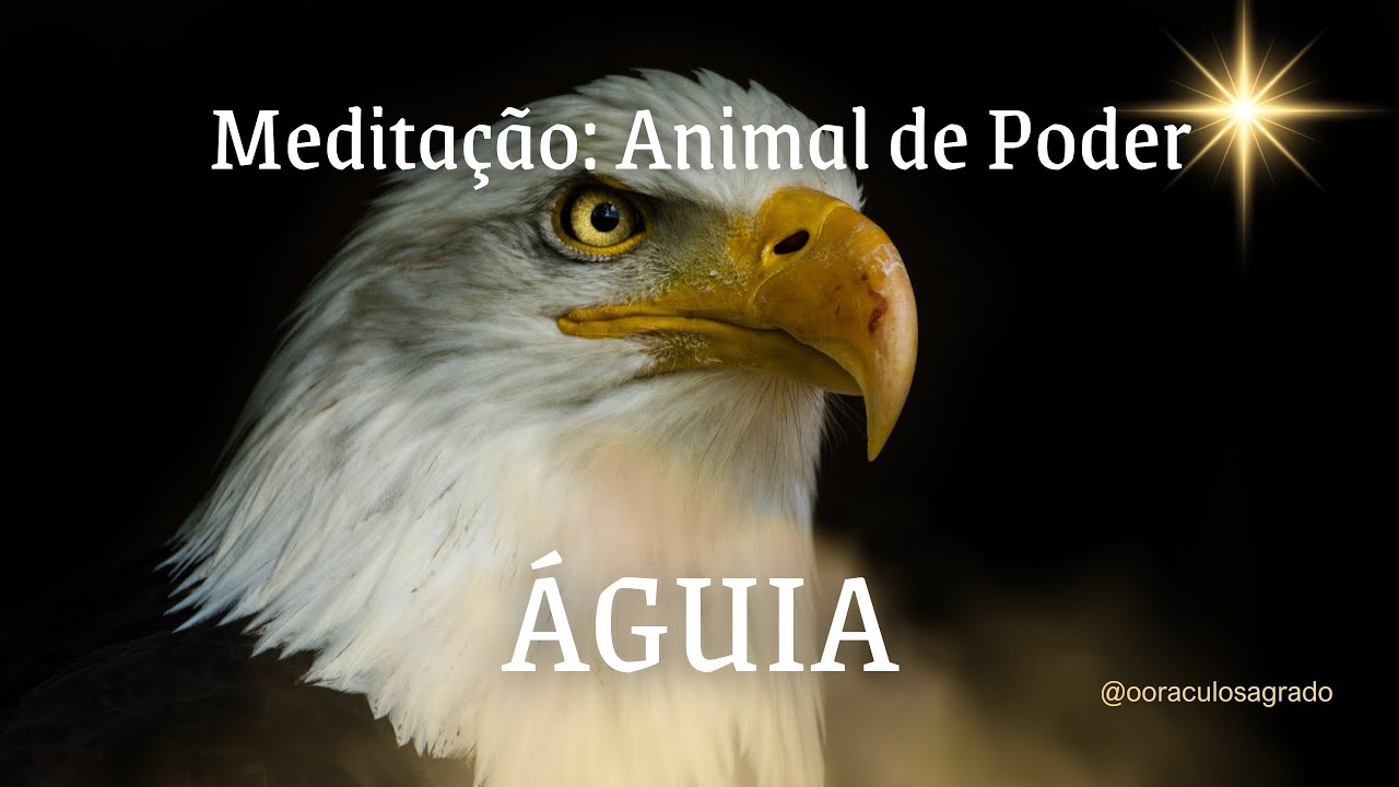 O Oráculo Sagrado - Meditação do Animal de Poder [Águia] - YouTube