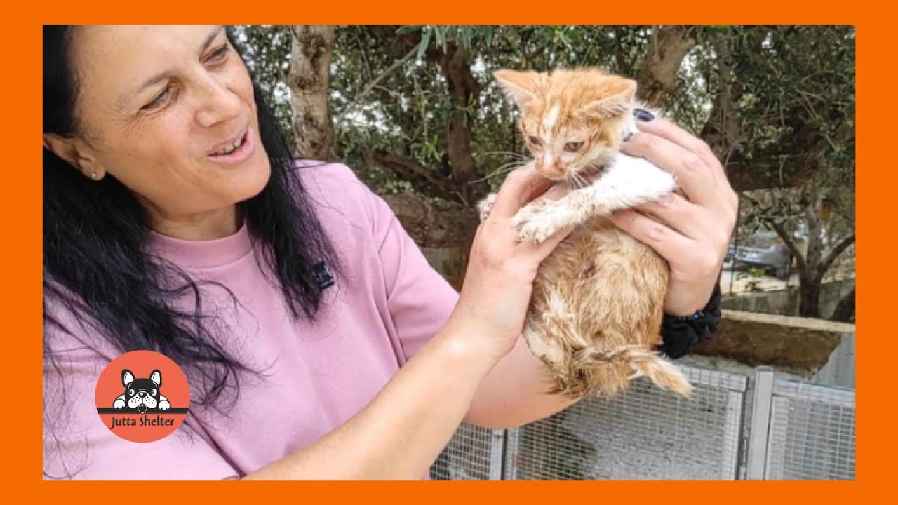 Alone and Neglected Poorly Kitten is Rescued from a Busy Road - YouTube