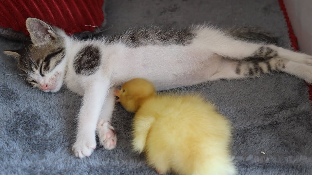 Kitten and little duck || The cutest couple you've ever seen.Very cute ...
