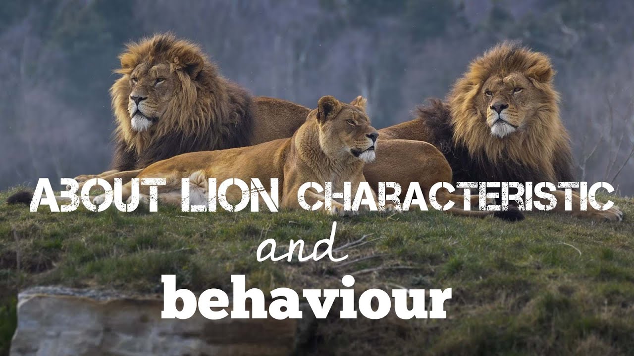 about lion characteristic and behaviour - YouTube