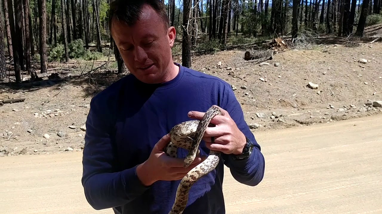 Gopher snake in the Tonto National Forest - YouTube
