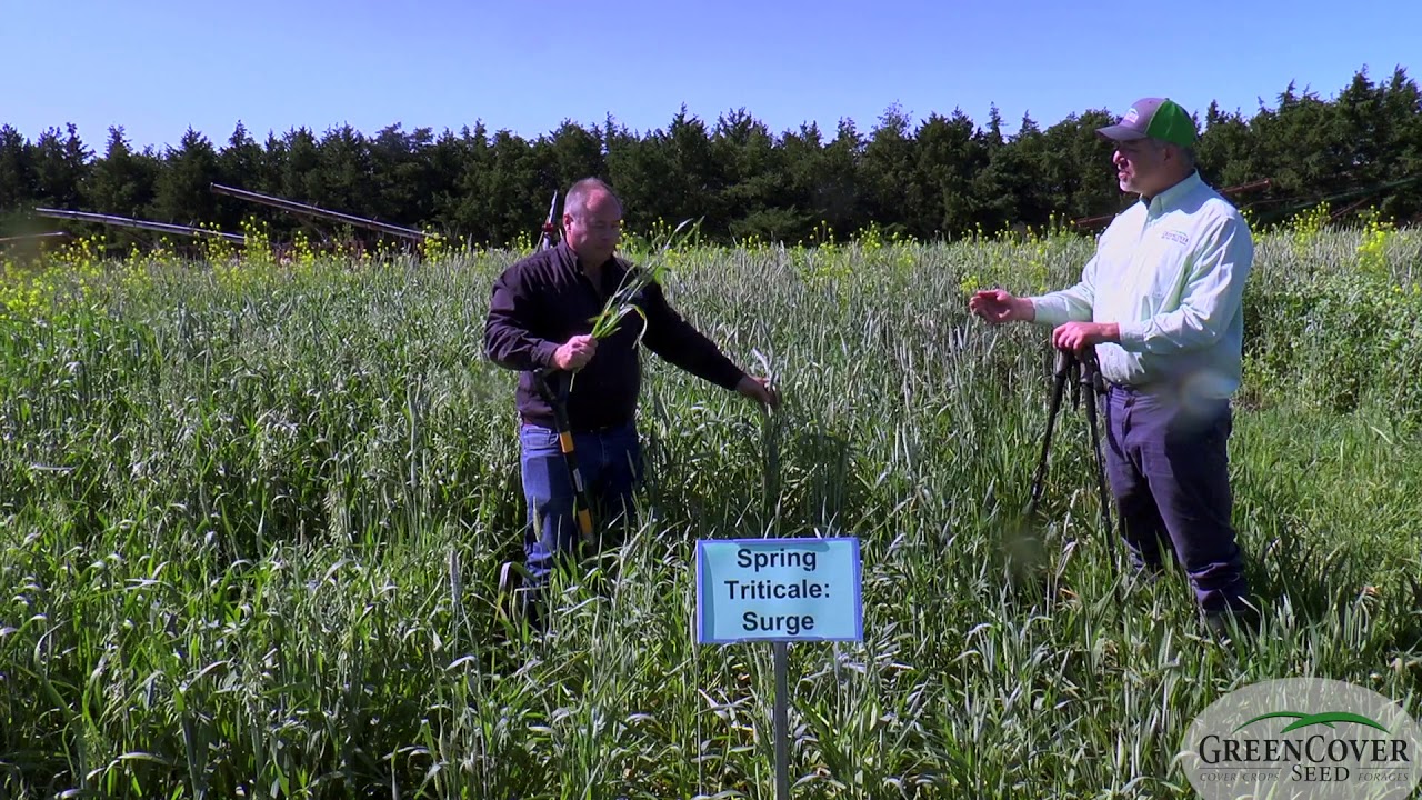 Spring Triticale (Surge) - Test Plots 2019 - YouTube