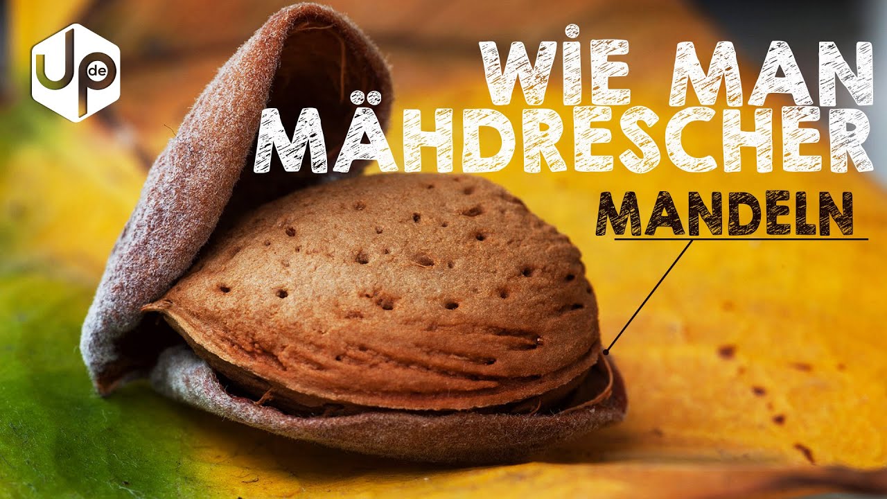 Wie man Mandeln erntet? - YouTube