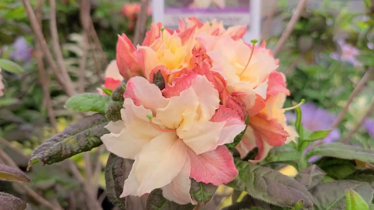 Azalea 'Cannons Double' // BEAUTIFUL,🧡💛 PASTEL, DOUBLE, FRAGRANT ...