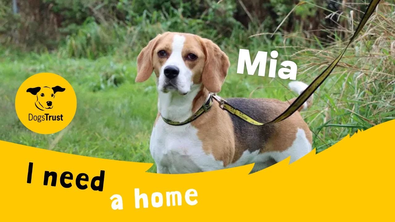 Mia the beautiful Beagle | Dogs Trust Darlington - YouTube