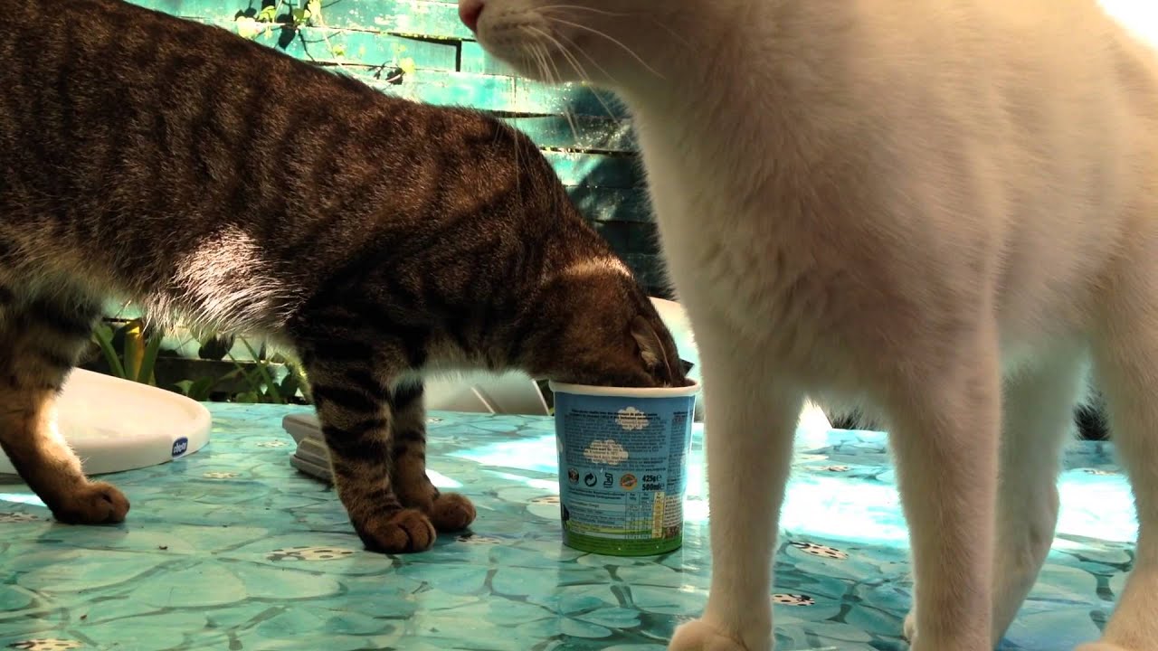 Vidéo chat trop marrant!!! - YouTube