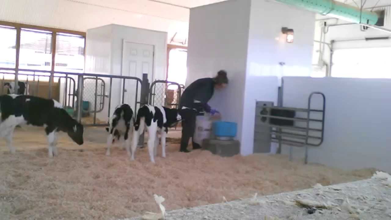 More calf fun - YouTube