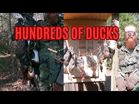 Tons of Ducks! private land limits - YouTube