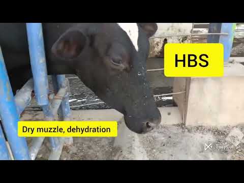 Haemorrhagic Septemia(HBS) In Dairy Cattle:| - YouTube
