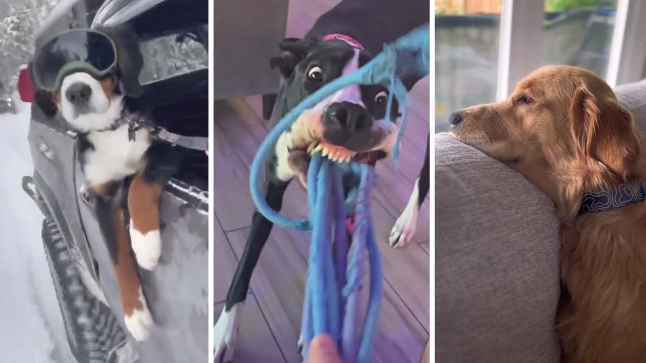 Funny and Adorable Dog Videos To Brighten Your Day 🐕 The Best Dog ...