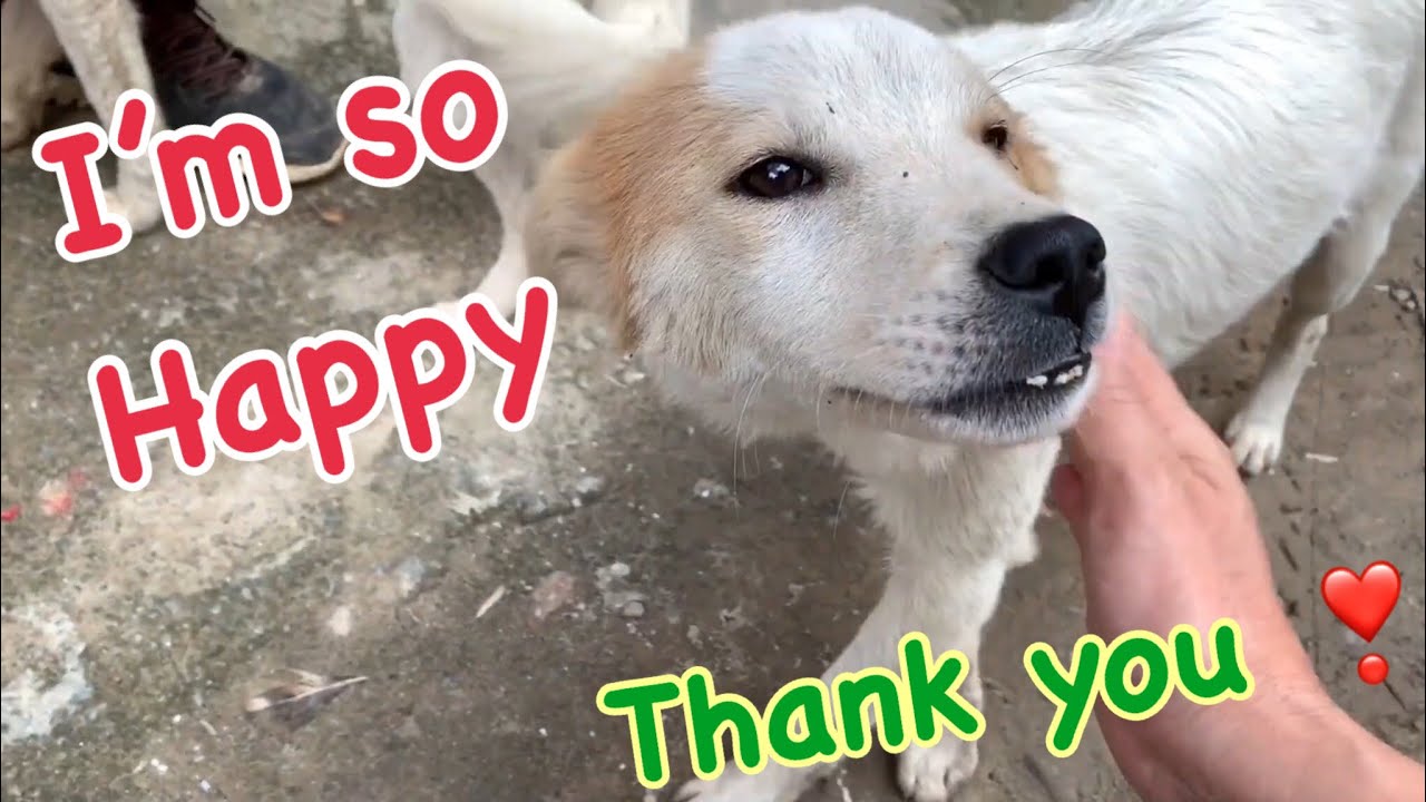We gave food to Stray dogs🐶/dogs wants human kiss💋 how?// hungry dog ...