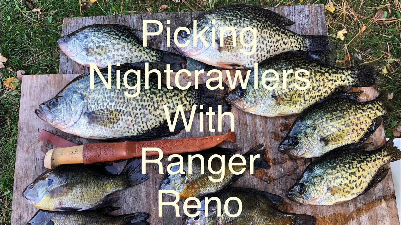 Picking Nightcrawlers - YouTube