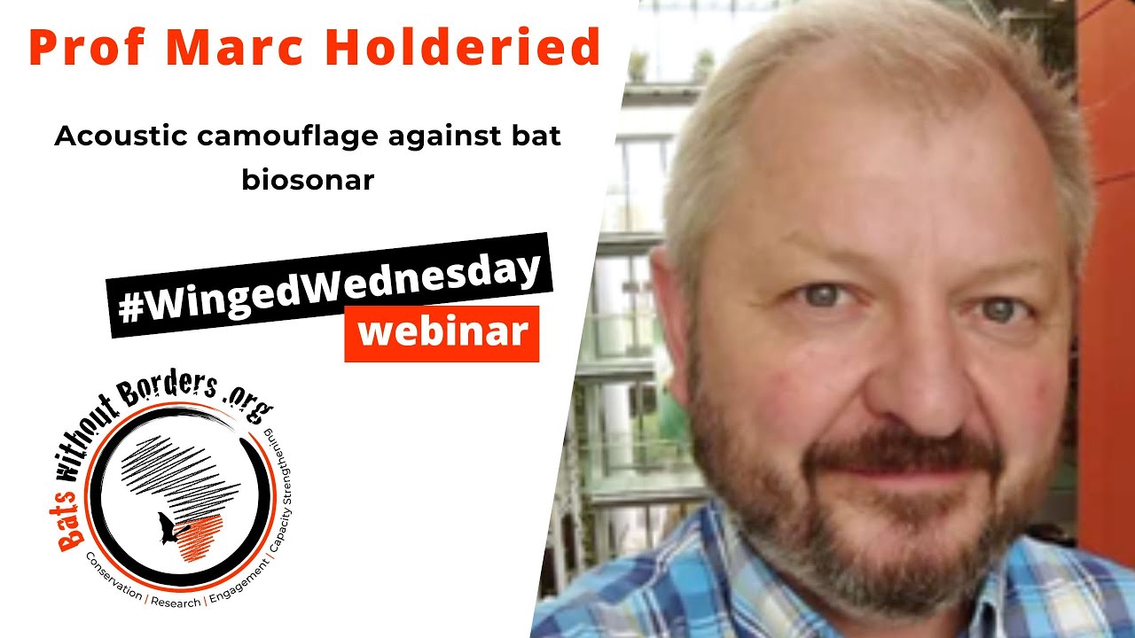 30 - #WingedWednesday webinar with Prof Marc Holderied - YouTube