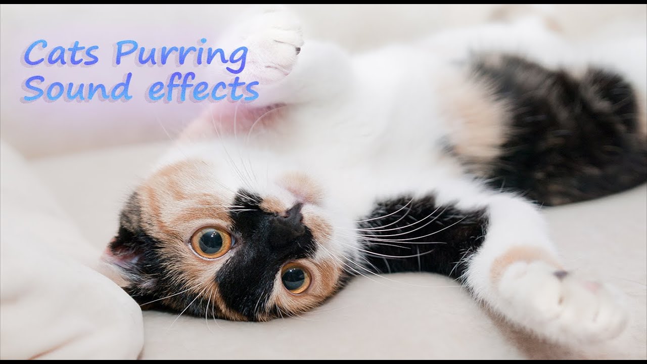 Cats Purring Sound Effect - YouTube