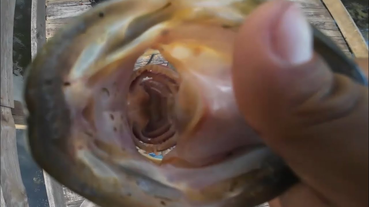 FISHING for EVIL BASS - YouTube
