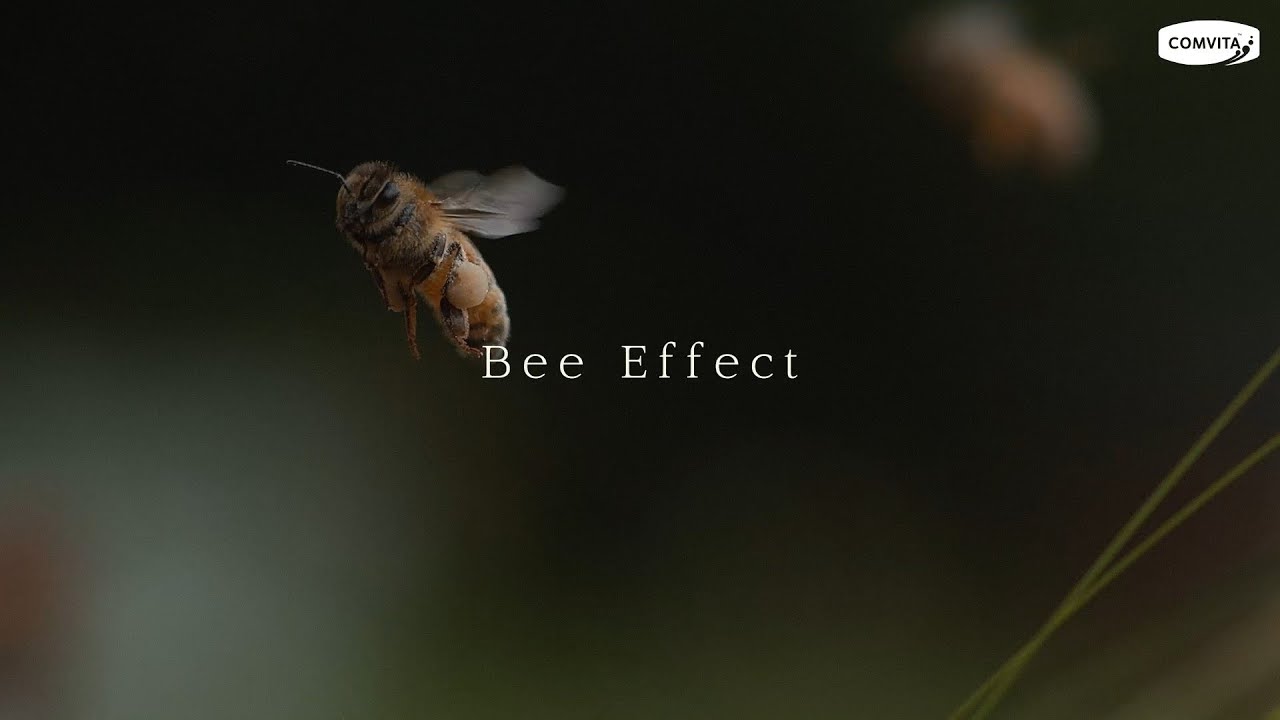 Bee Effect 아프리카를 살리는 콤비타 - YouTube