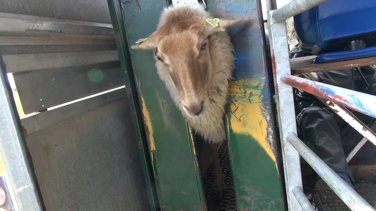 Schaap klem in scanapparaat - YouTube