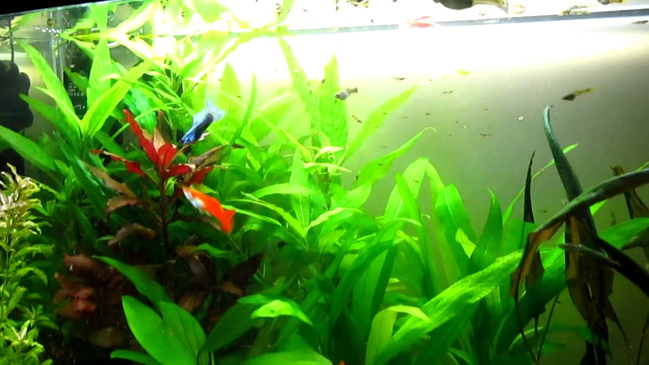 Mano akvariumas. Gupijos, pecilijos, koridorai, ancitrusai. - YouTube