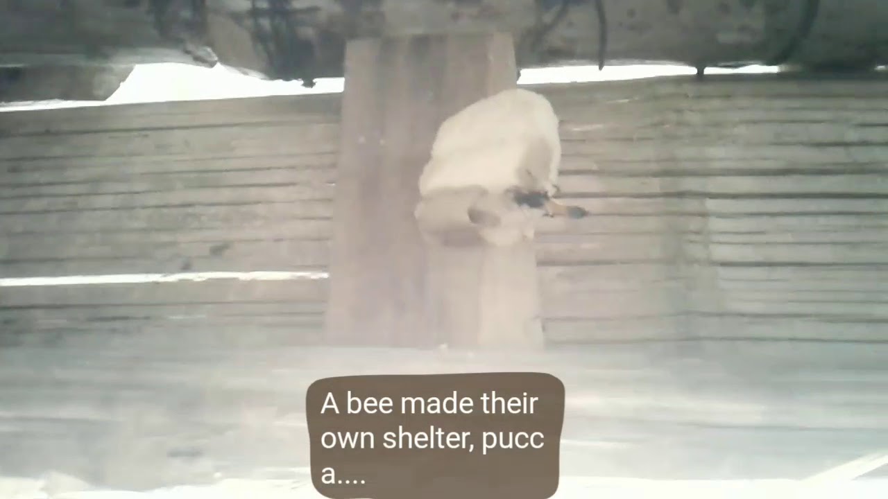 Pucca Bee, made her temple...... - YouTube