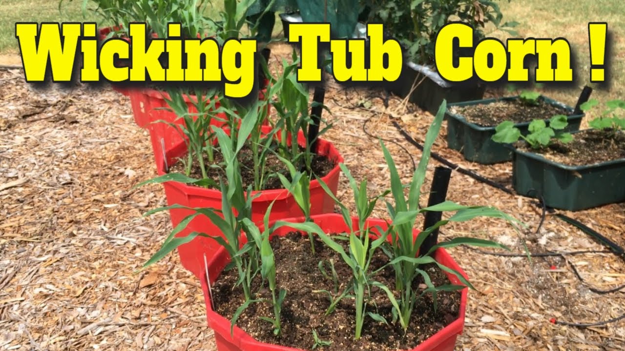 🌽GROWING CORN IN WICKING TUBS 🌾 WICKING TUB CORN UPDATE 🌽 GROWING FALL ...