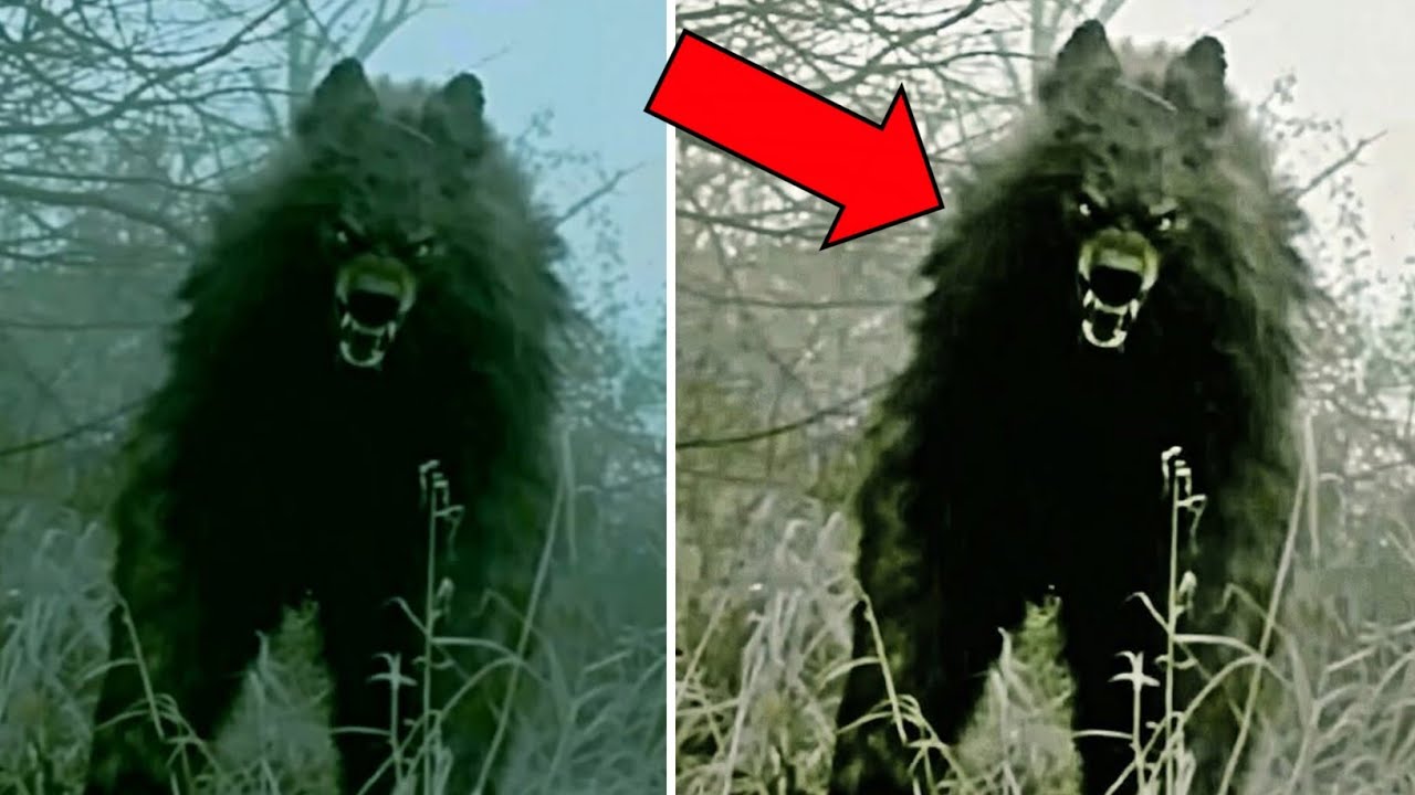 I saw a werewolf || werewolf caught || mythical creatures caught in ...
